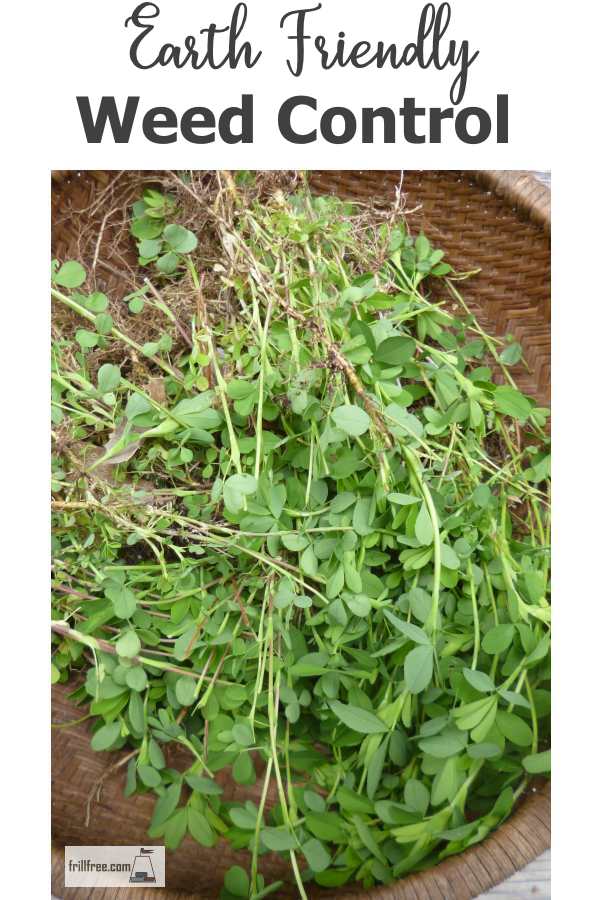 Earth Friendly Weed Control - use poison-free methods