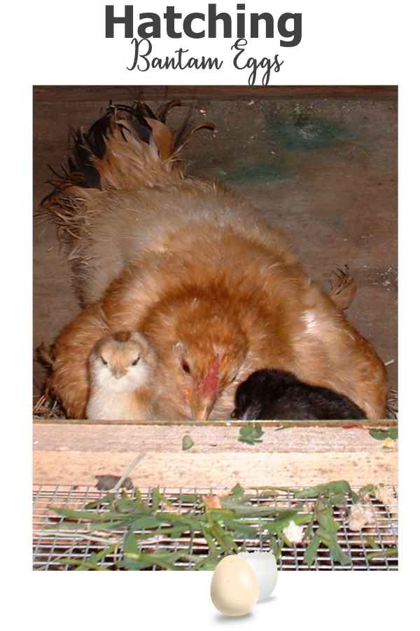 Hatching Bantam Eggs - you choose; Mama hen? Or incubator?