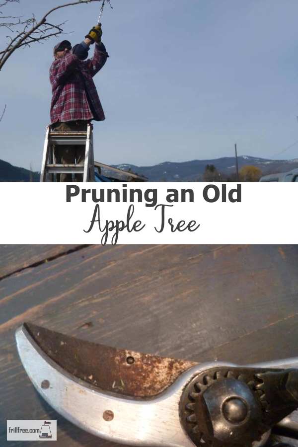 Pruning an Old Apple Tree - Rejuvenation Pruning