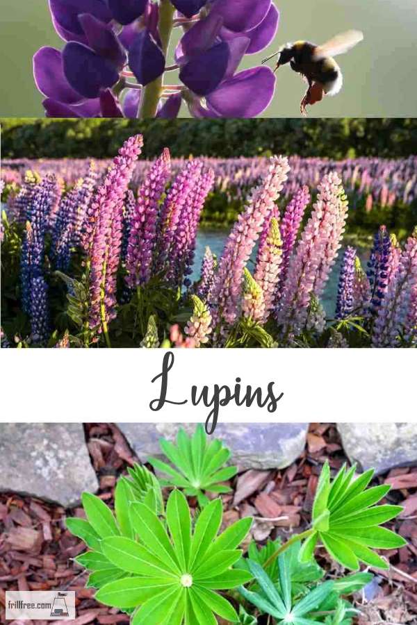 Lupins - nitrogen fixing cover crop, and beautiful garden plant